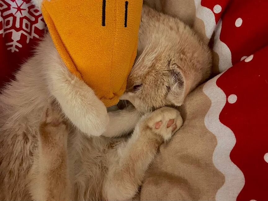 Кошка