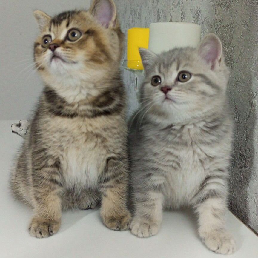 Британские котята