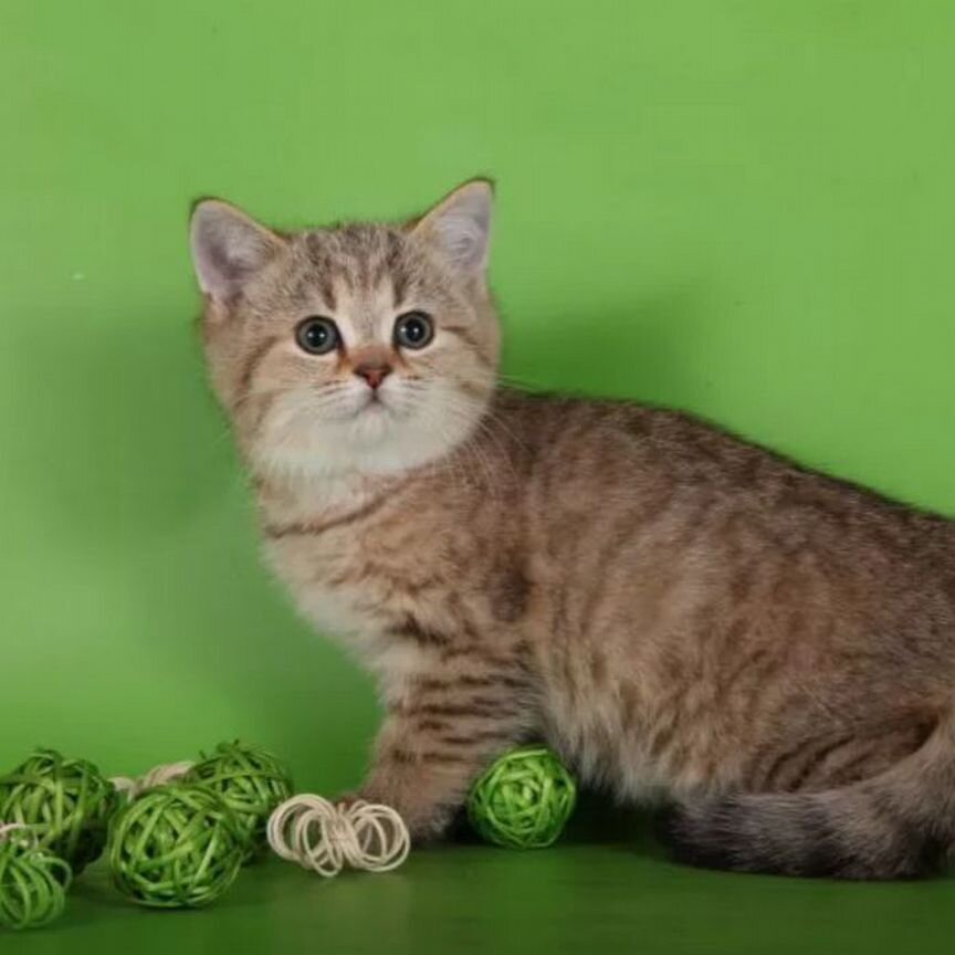 Шотландские котятки