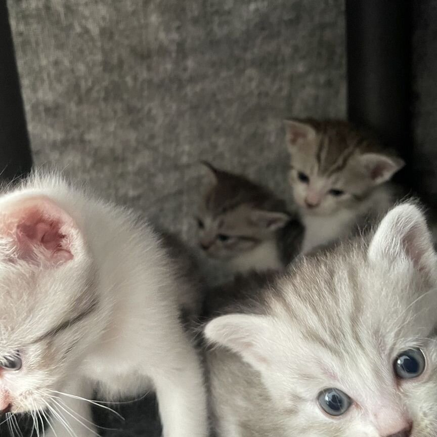 Шотландские котята