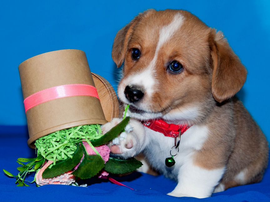 Щеночки кардиганы