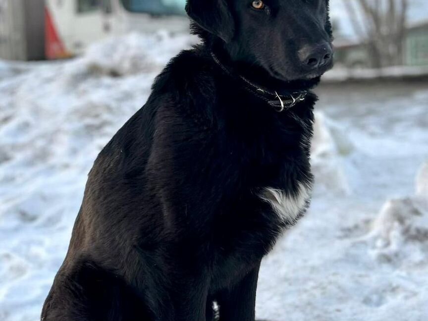 История про собаку, которой не повезло