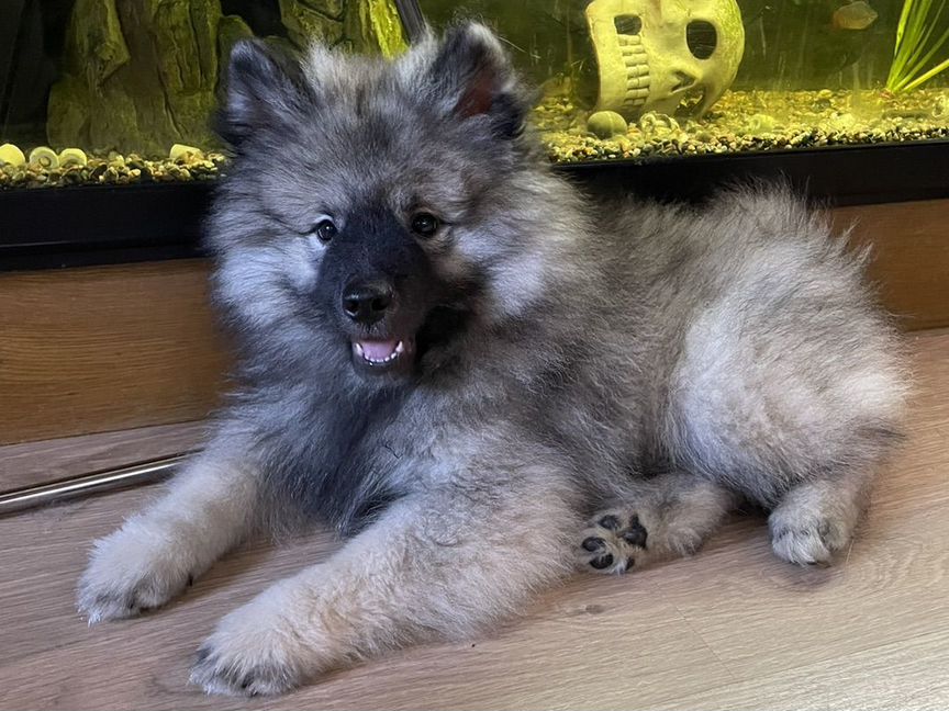 Собака щенок Кеесхонда