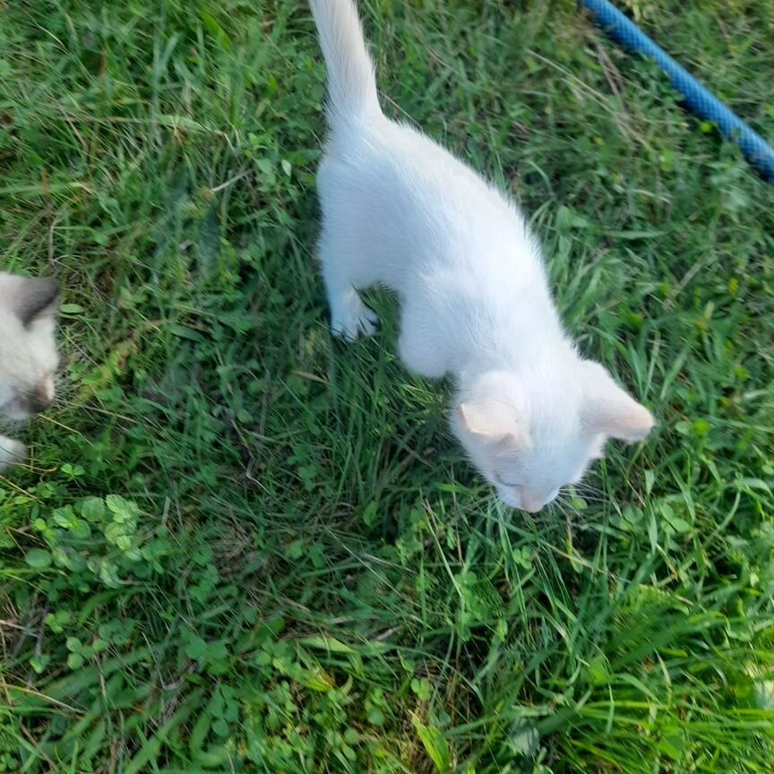 Котята три мальчика и одна девочка