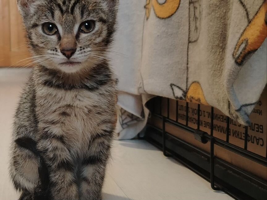 Кошка
