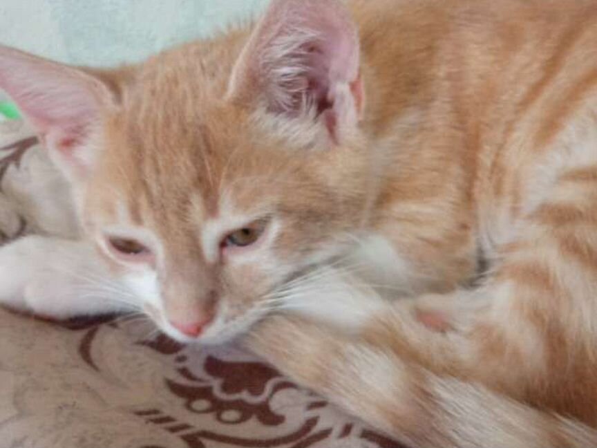 Котик бесплатно
