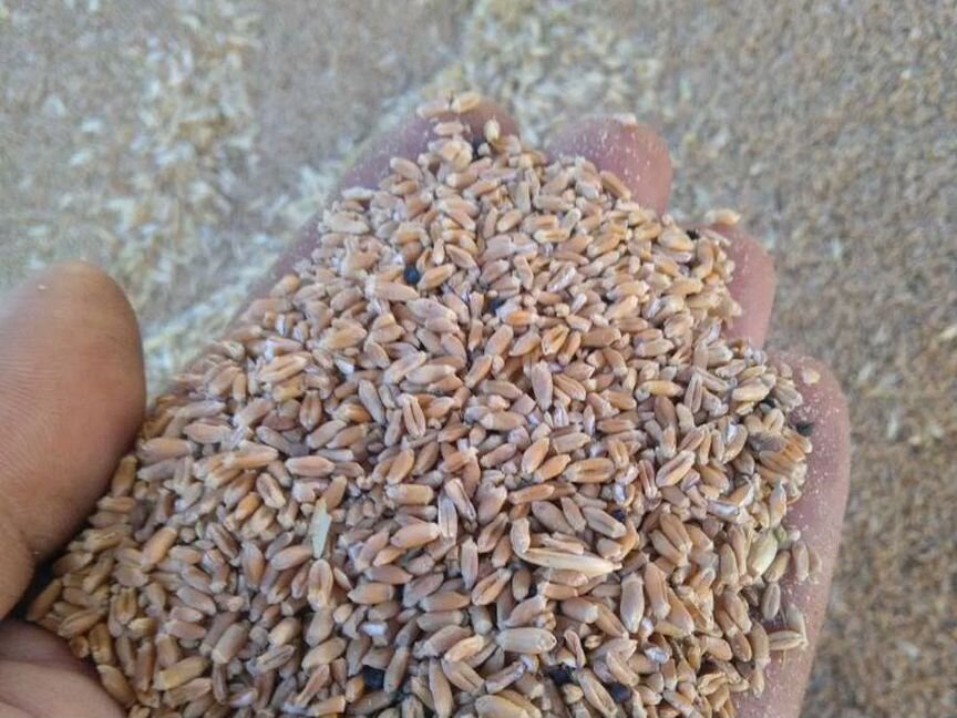 Фуражная кукуруза, Кормовая кукуруза корма