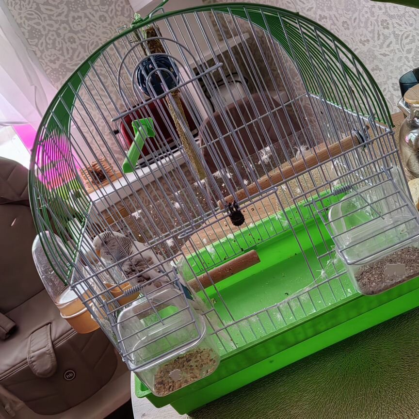 Отдам попугая, девочка, год