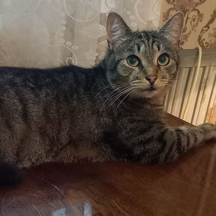 Взрослый кот в добрые руки