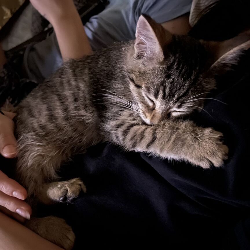 Котёнок в добрые руки