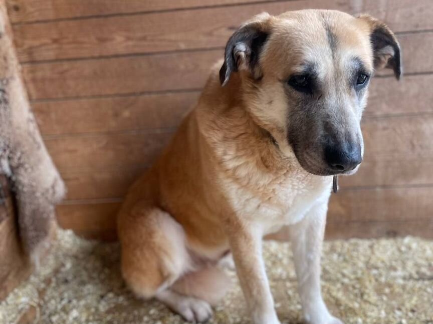 Несчастная Плюша из приюта