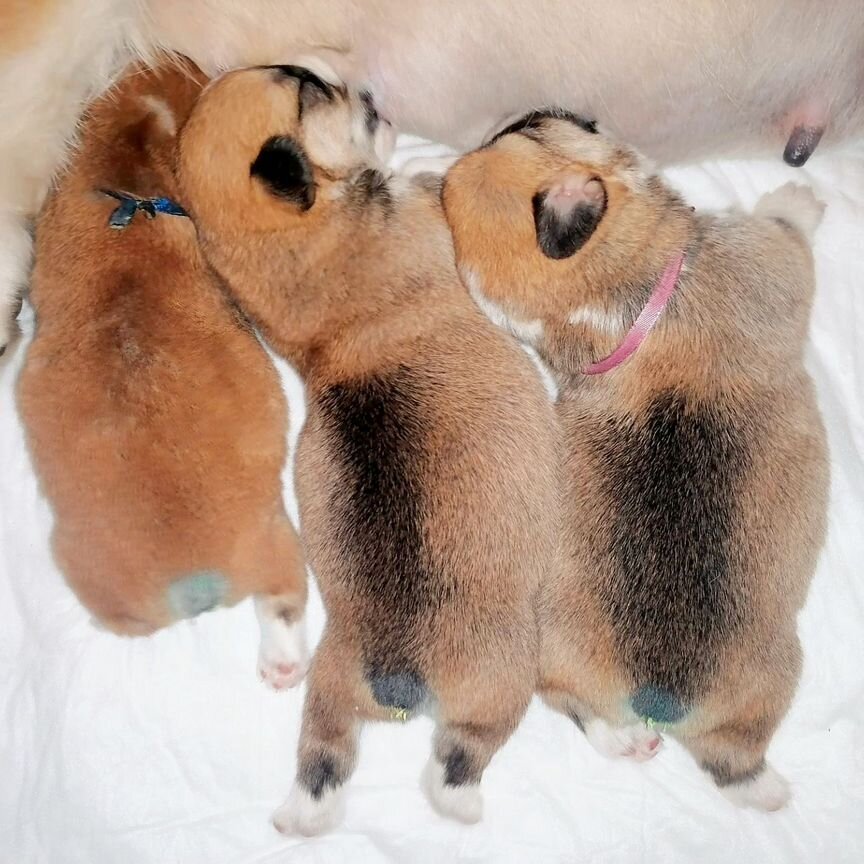 Щенки Вельш корги пемброк