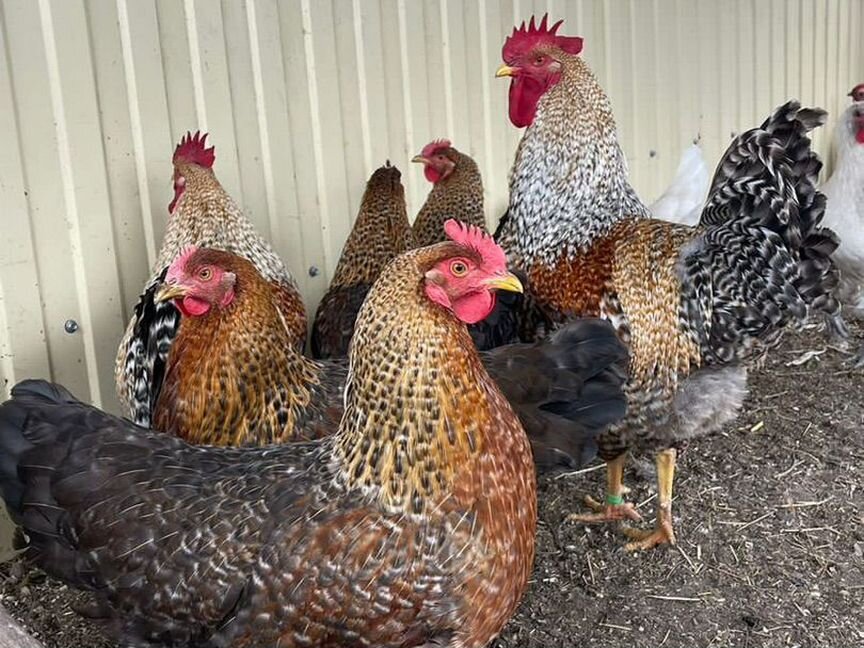 Куры и петух билефельдер