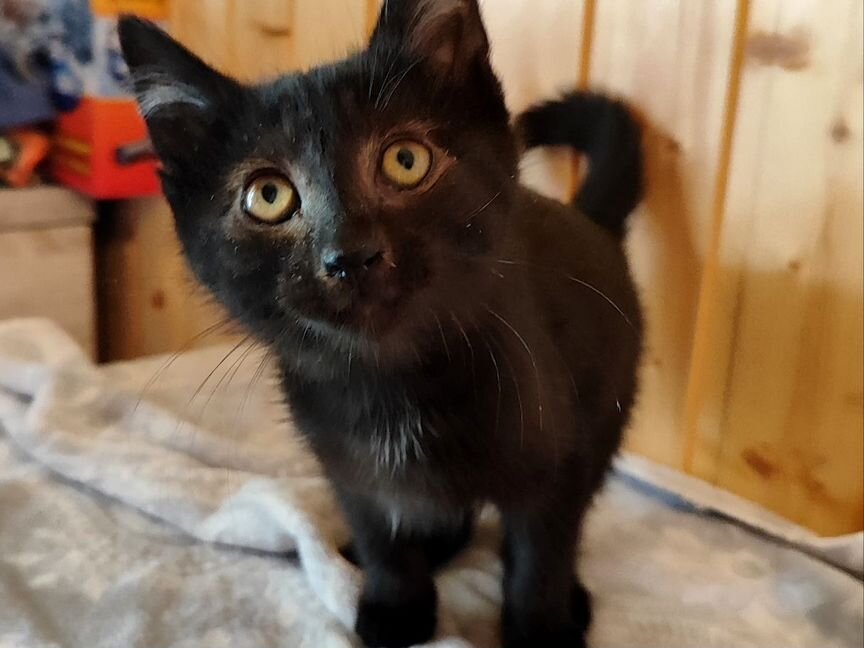 Прелестная кошечка 3 месяца ищет дом