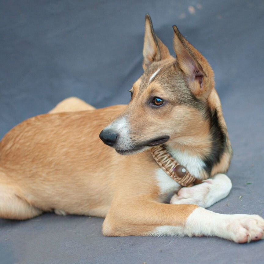 Шанель ищет дом