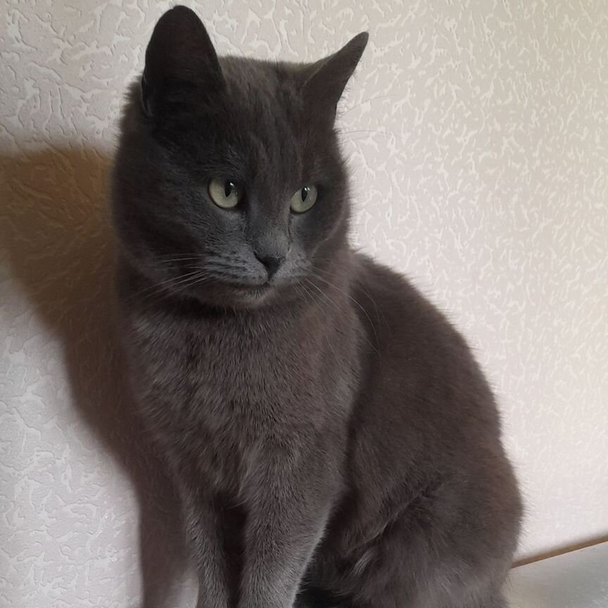 Тайра в поисках дома