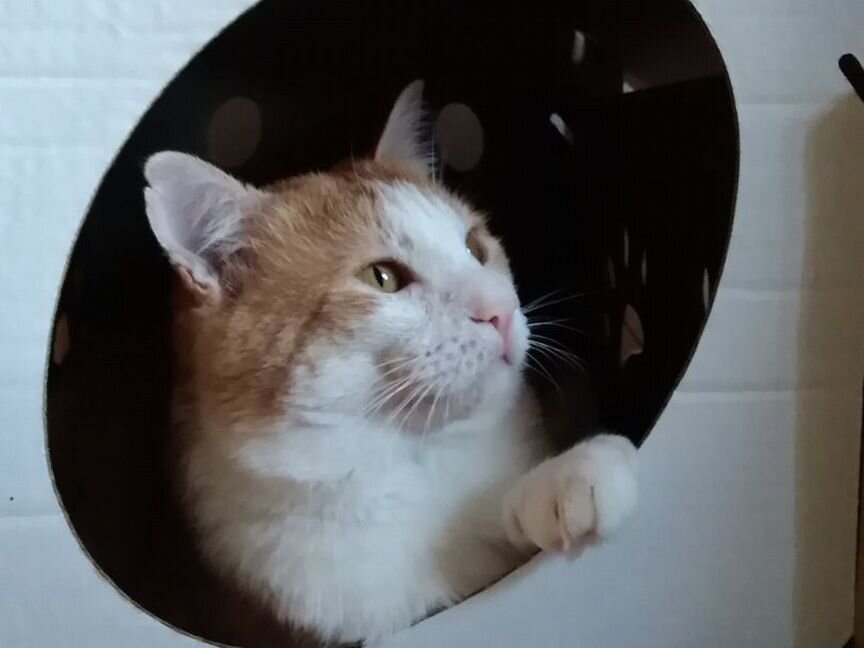 Рыжий кот Эмиль в добрые руки