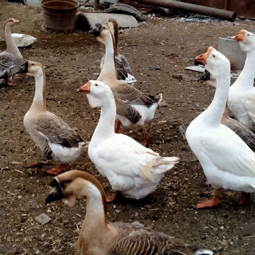 Гуси лев большая голова на племя