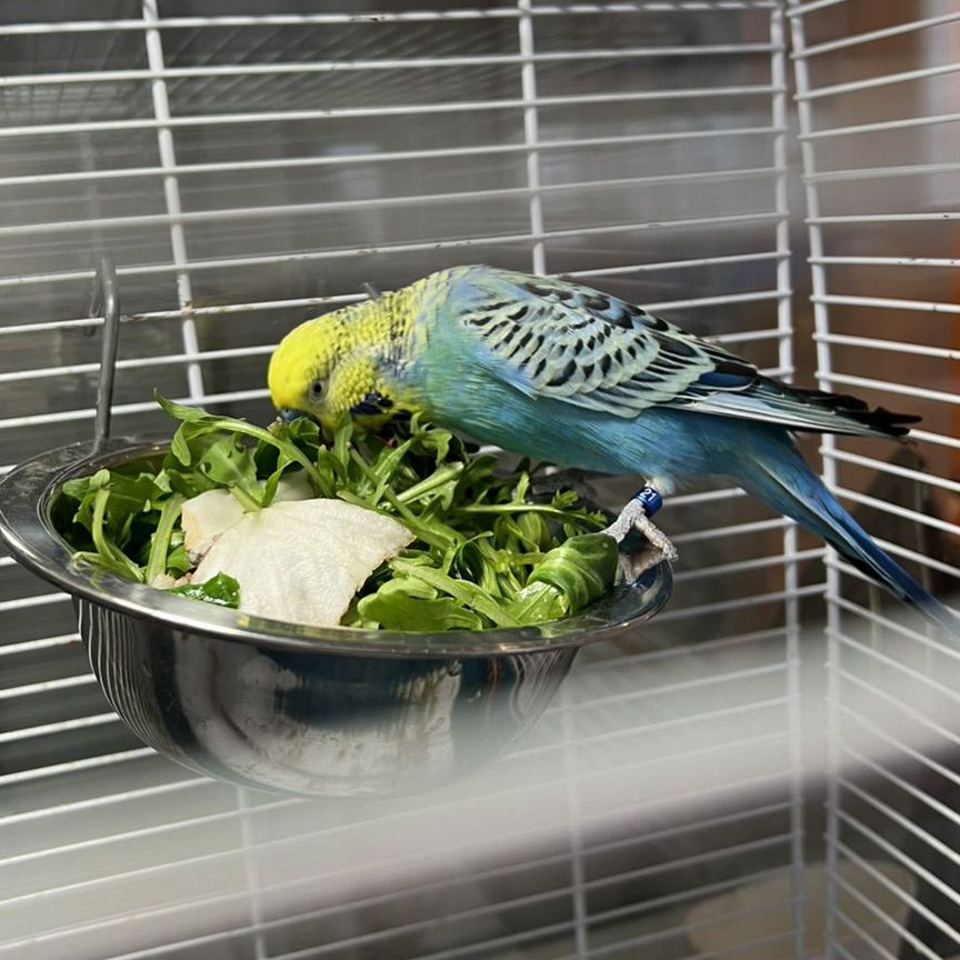 Волнистые попугаи с клеткой