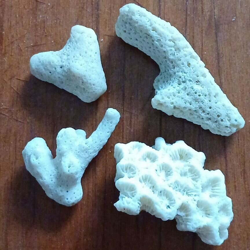Морские кораллы