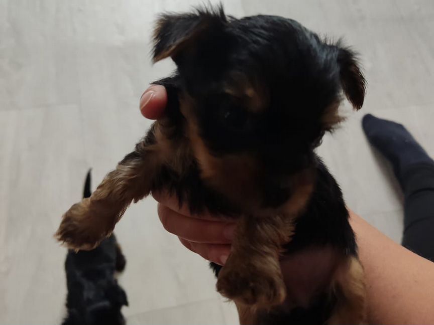 Йоркширский терьер, мини щенки