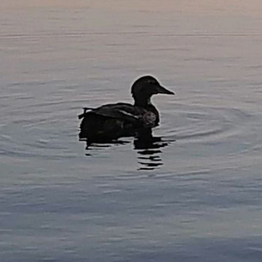 Подсадные утки для охоты