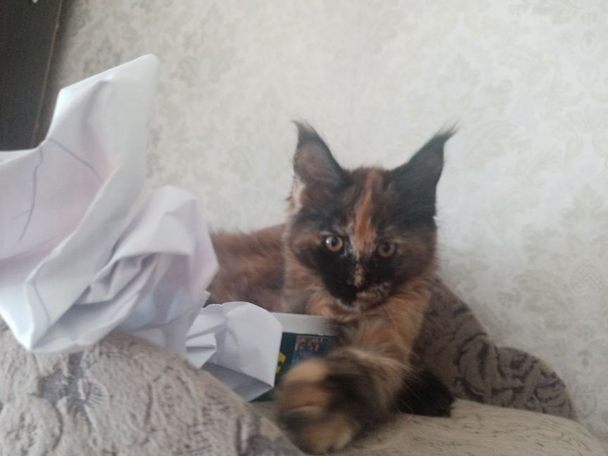 Котята мейн-куна