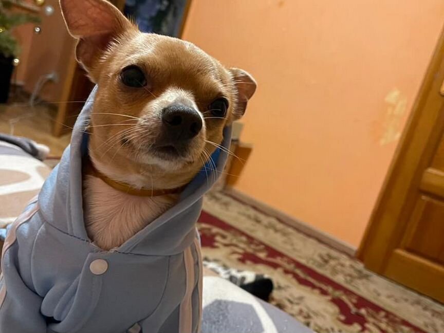 Вязка чихуахуа мальчик