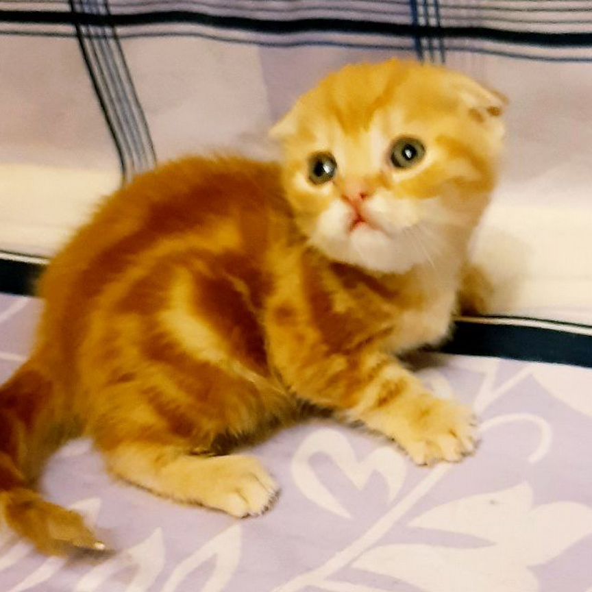 Шотландский вислоухий короткошёрстный котёнок