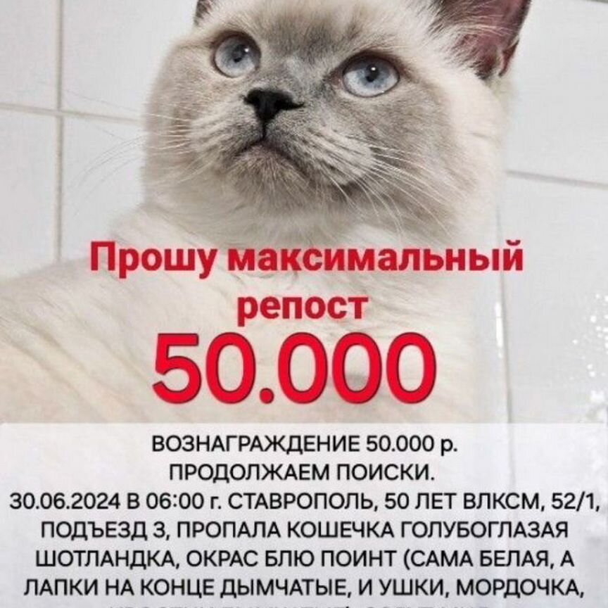 Шотландская кошка