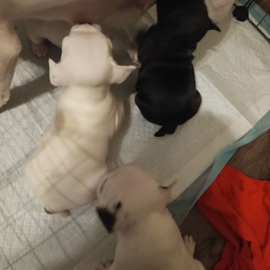 Французский бульдог, щенок