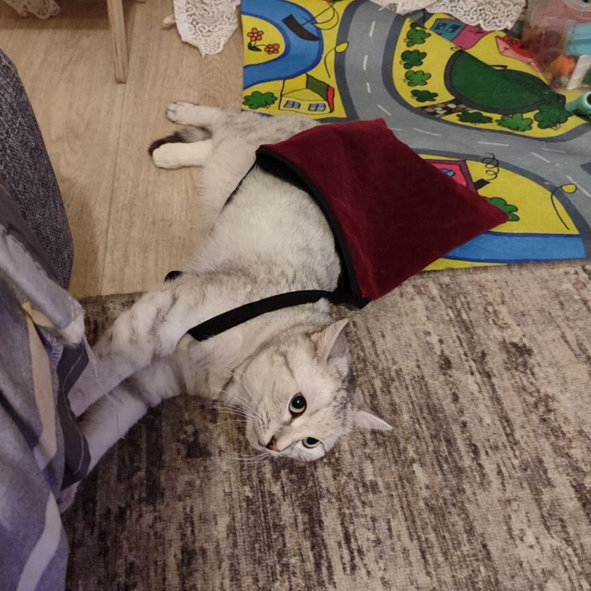 Шатланская кошка