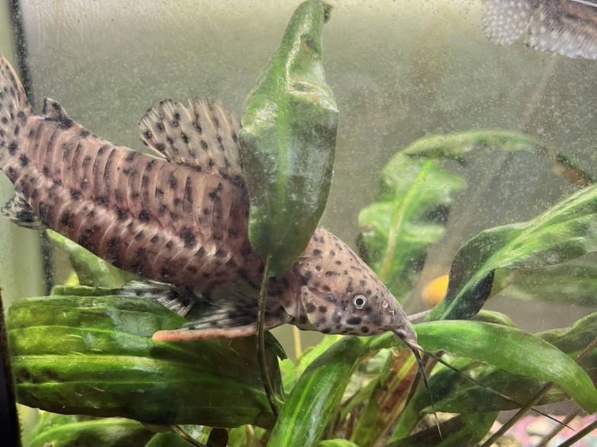 Аквариум с рыбками