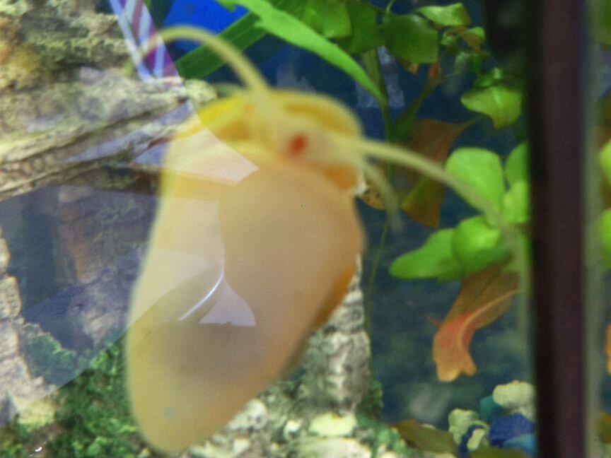 Улитки ампулярии крупные желтые 4 шт