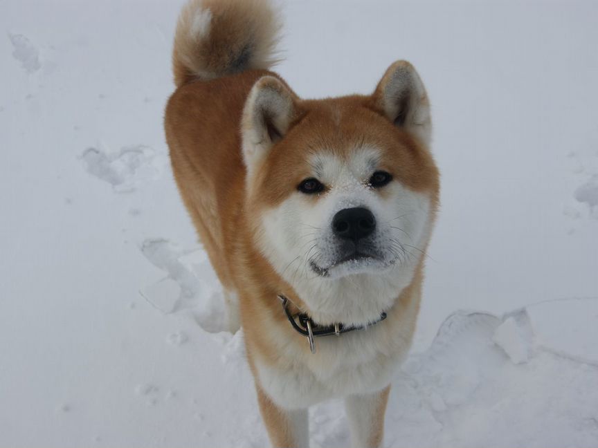 Кобель Акита-ину для вязки