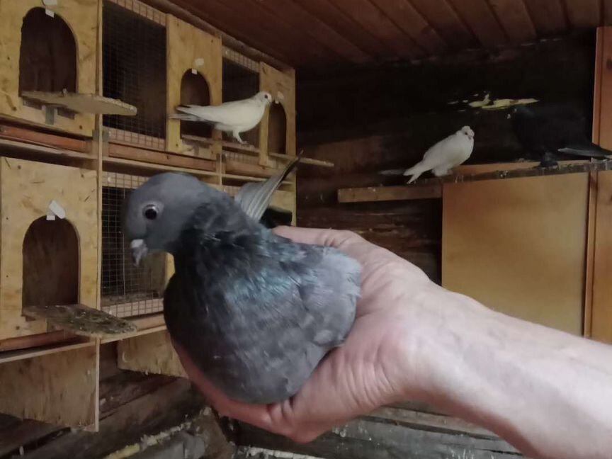 Голубь лётный