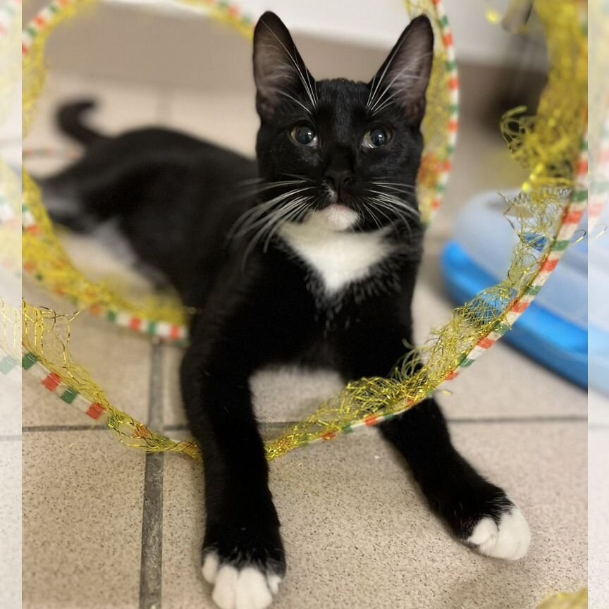 Котёнок в добрые руки