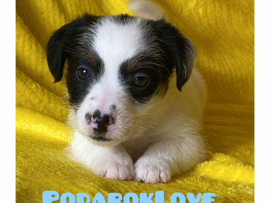 Джек Рассел терьер триколор