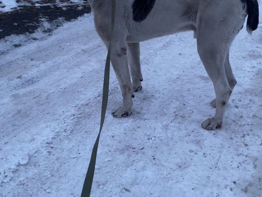Среднеазиатская овчарка алабай вязка