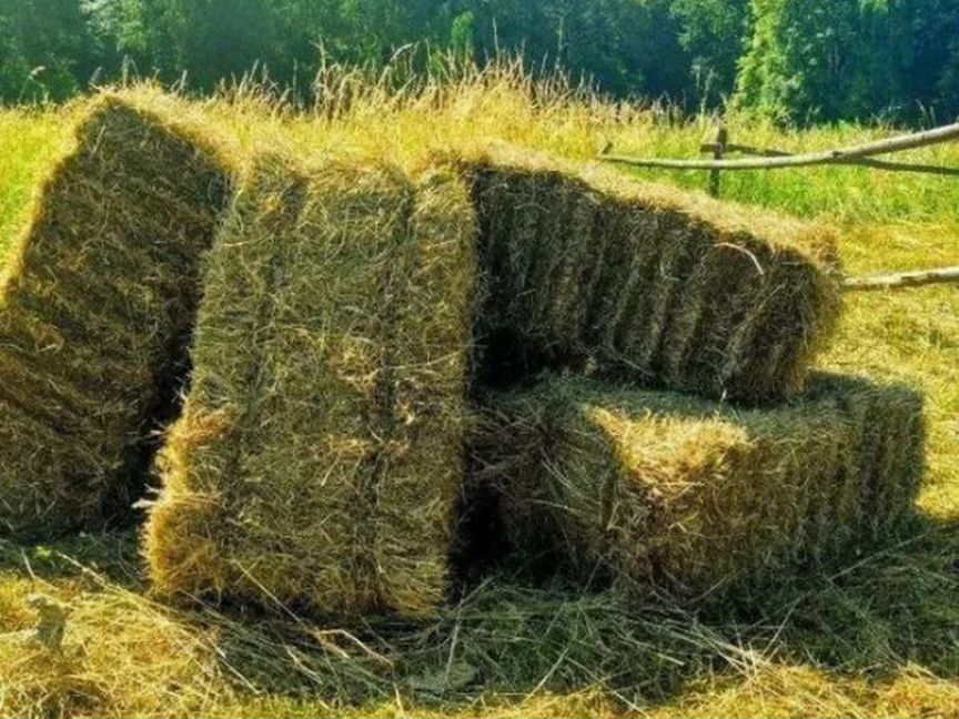 Сено люцерны в тюках
