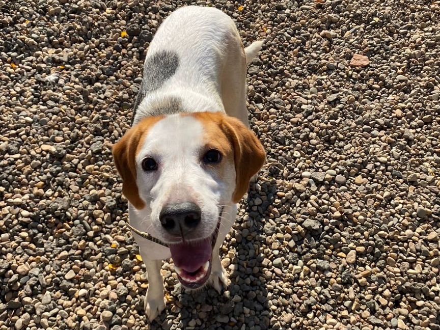 Собака в добрые руки