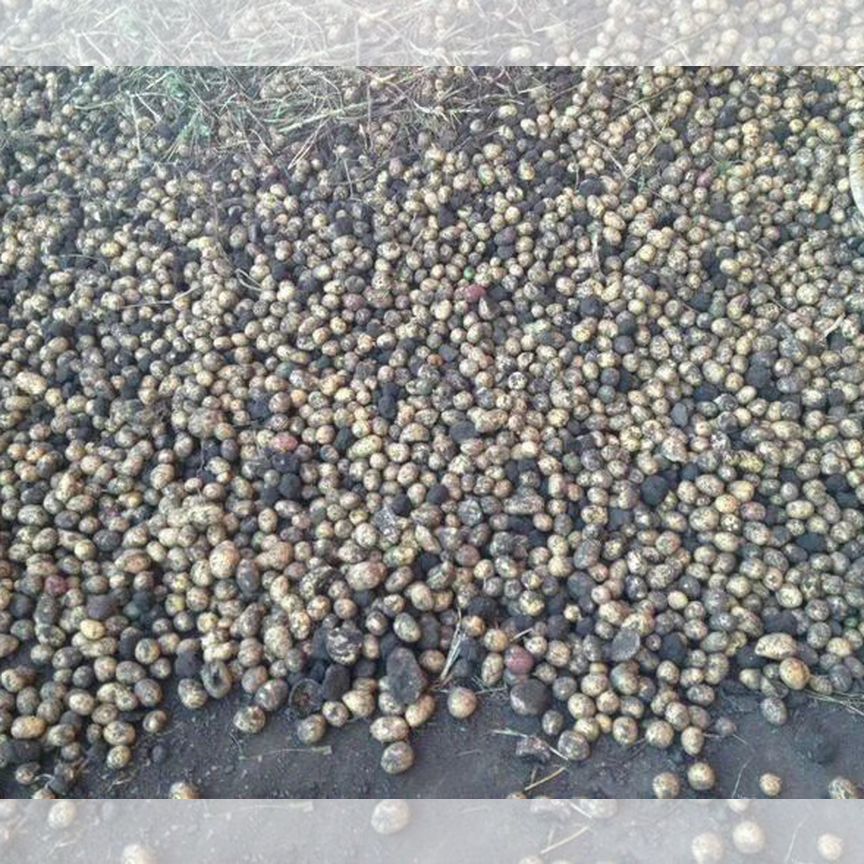 Картофель мелкий на корм скоту