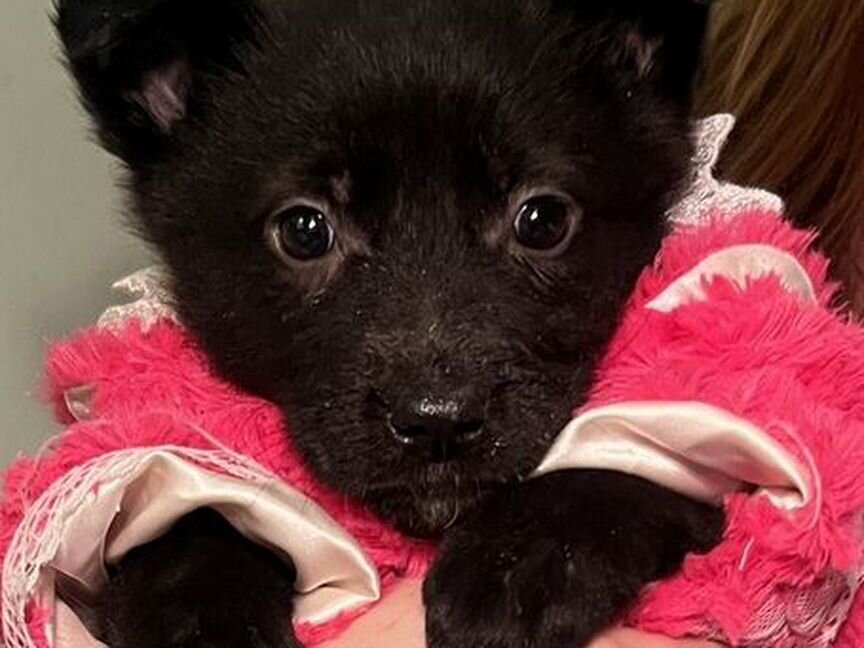 Очаровательные, умные щенки в добрые руки