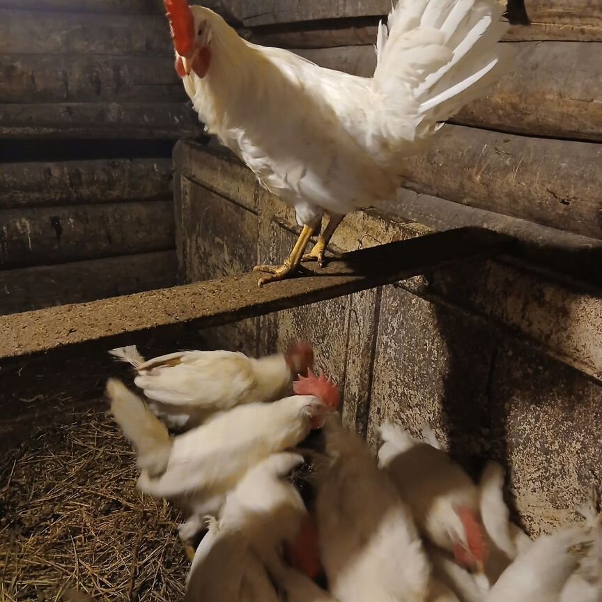 Молодые петухи