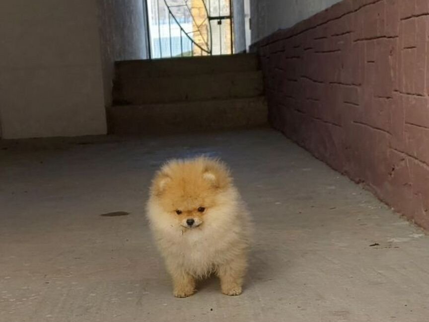 Померанский шпиц