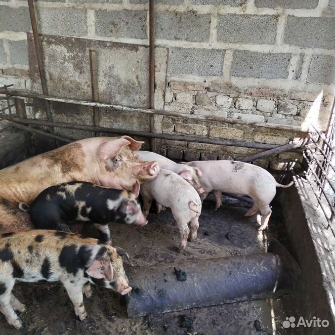 Поросята породы дюрок + см1
