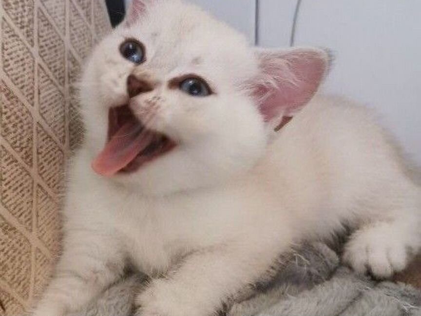 Шотландские вислоухие котята