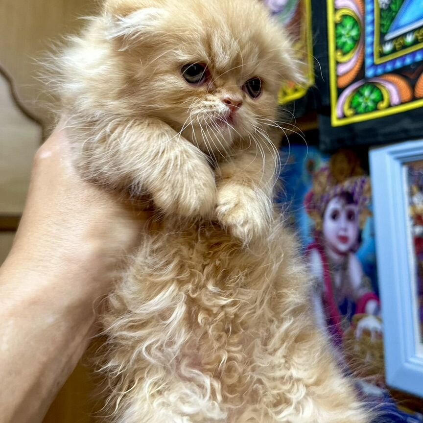 Шотландский хайленд мальчик