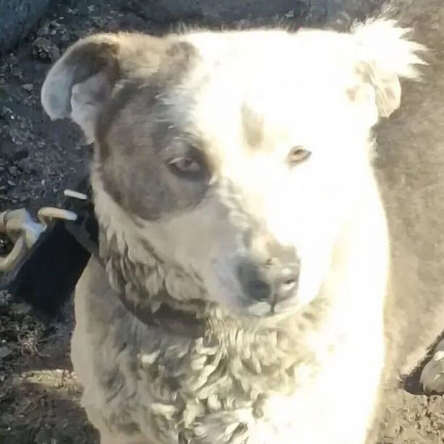 Взрослый пёс в добрые руки