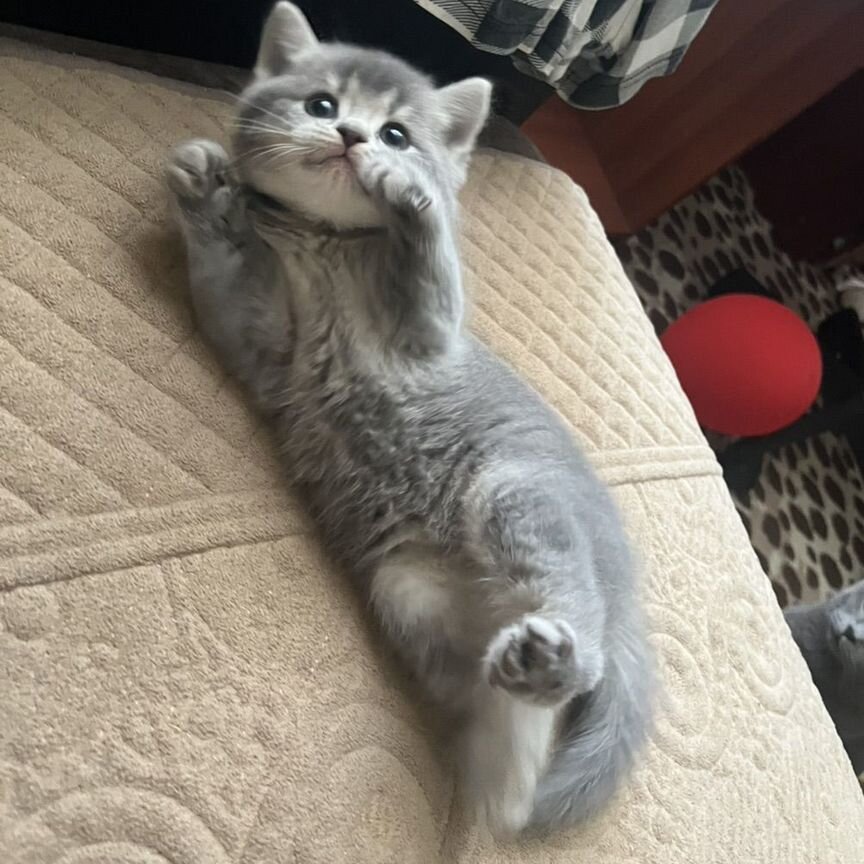 Британский короткошёрстный котёнок